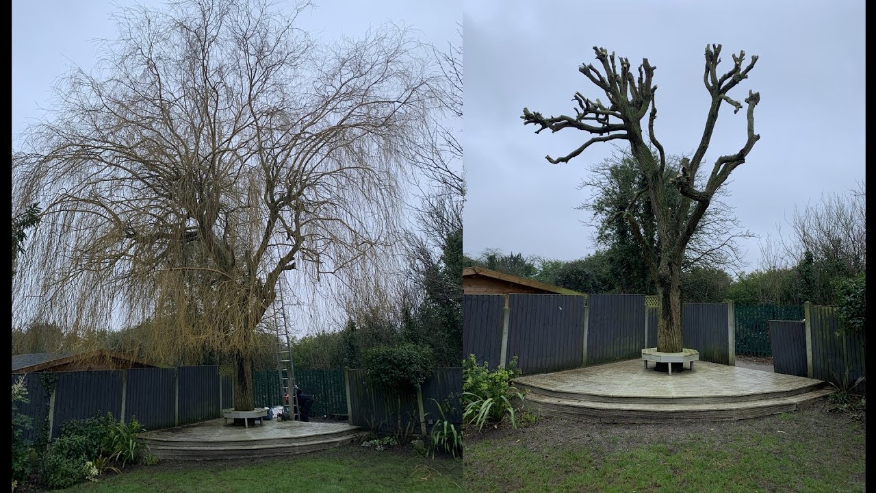 Pollarding Willow - YouTube