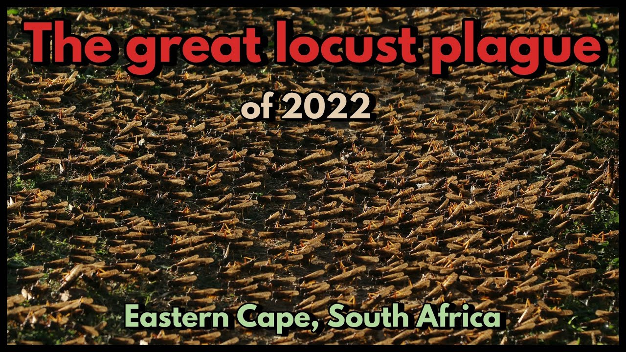 THE GREAT LOCUST PLAGUE of 2022 in the Eastern Cape, South Africa - YouTube