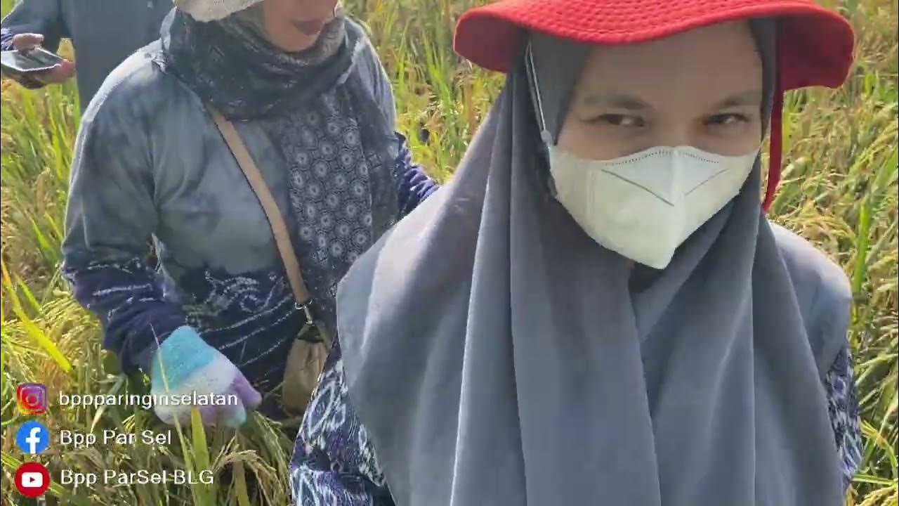 PENGAMBILAN SAMPLE UBINAN PADI VAR. IP32 DESA BARUH BAHINU LUAR PARINGIN SELATAN BALANGAN - YouTube
