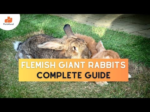 Flemish Giant Rabbits🐰(Breed Info, Personality, Care, Size, Cost) | Video Journey | Petsmond
