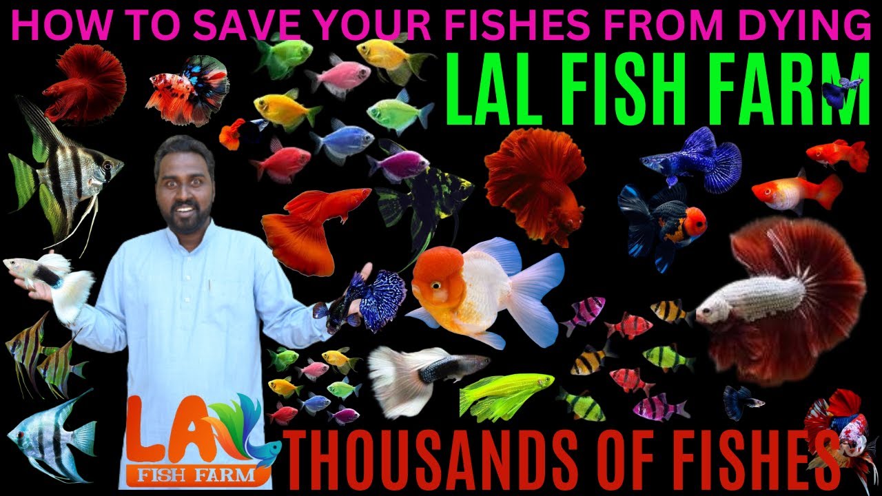 How to save your fishes from dying /अपनी मछलियों को मरने से कैसे बचाएं ...
