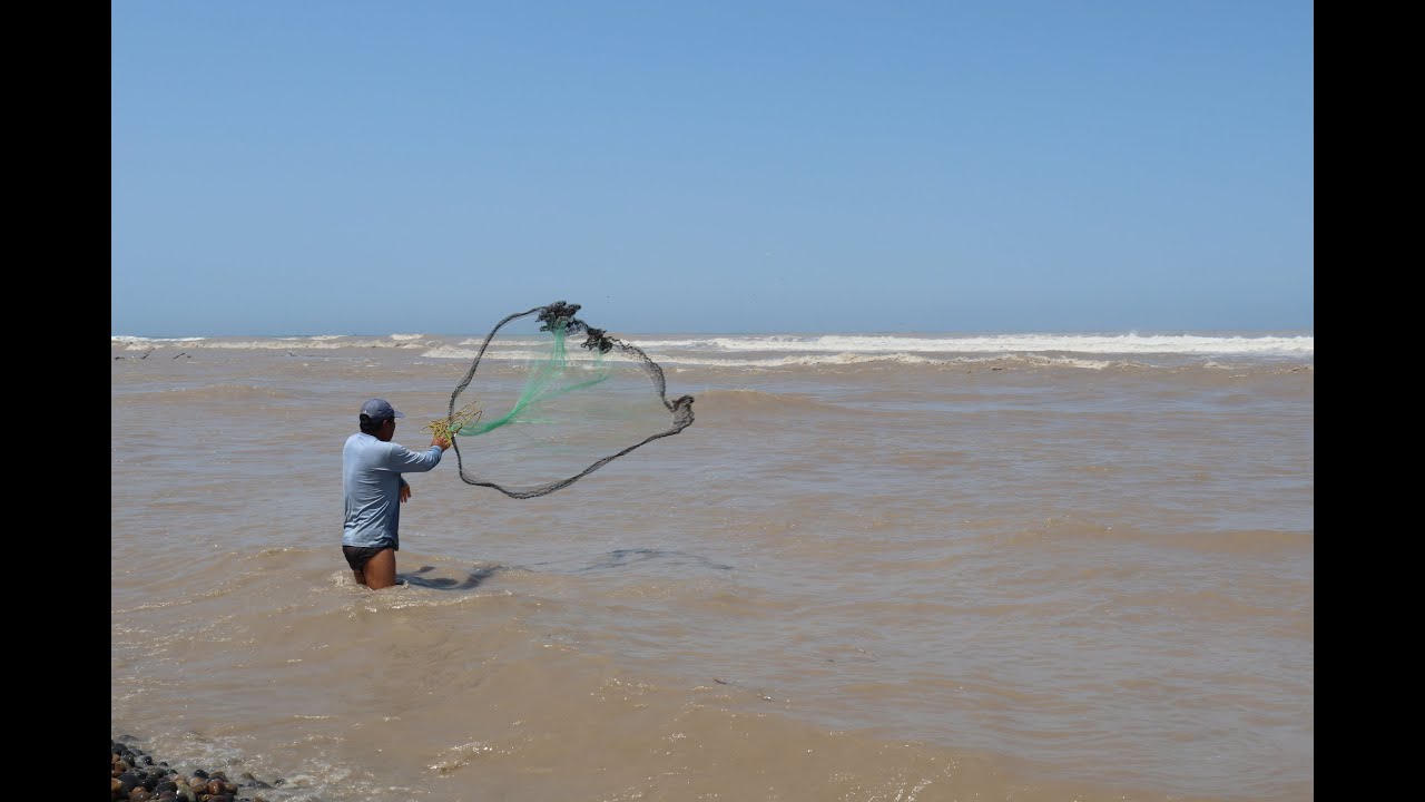 mira como este pescador lanza su atarraya y atrapa muchos camarones ...