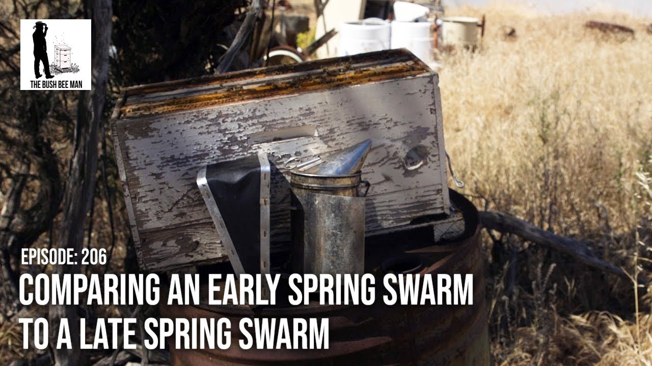 Comparing an Early Spring Swarm to a Late Spring Swarm - The Bush Bee ...