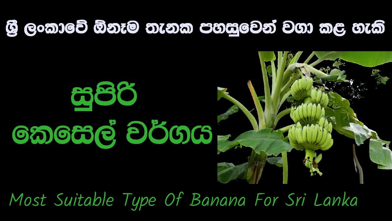 ශ්‍රී ලංකාවේ පහසුවෙන් වගා කළ හැකි කෙසෙල් ප්‍රභේදය | Most Suitable Kesel ...