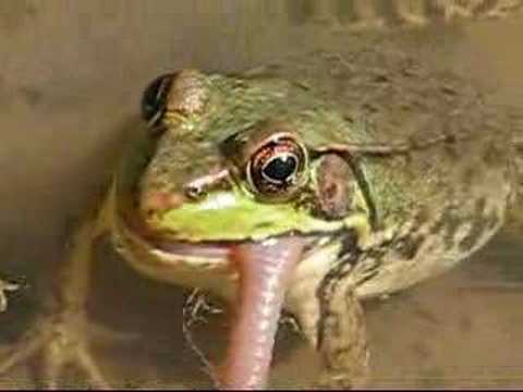 Frog vs. worm - YouTube
