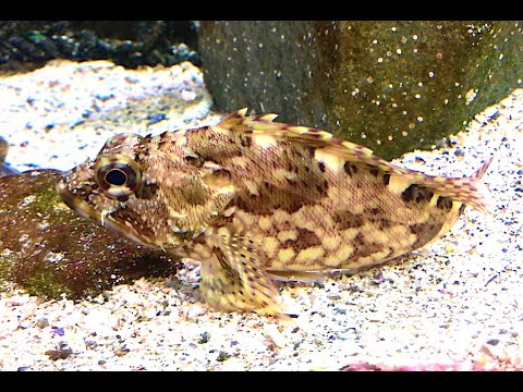 カサゴ False kelpfish,Marbled rockfish Sebastiscus marmoratus - YouTube