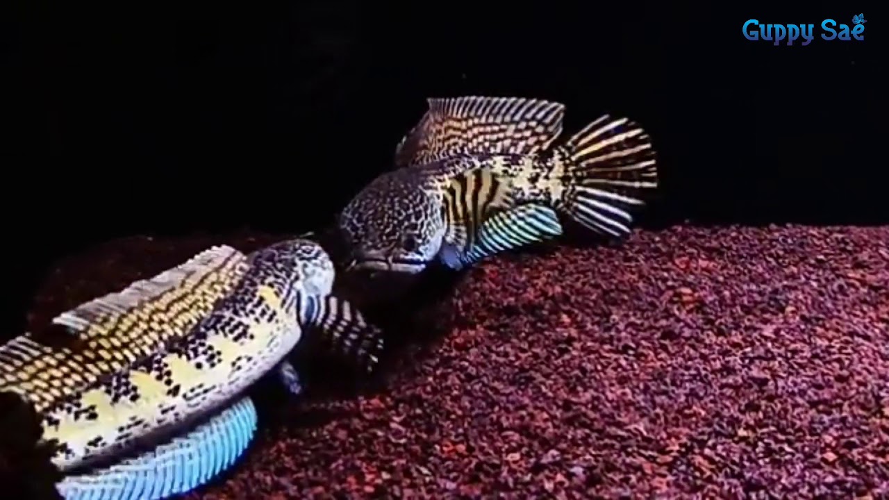 Channa Golden Cobra Snakehead - YouTube