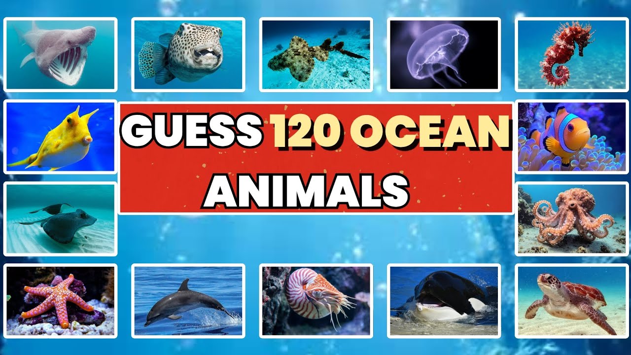 Guess the Ocean Animal Quiz 🌊 | 120 Sea Animals 🐠 | Easy to Impossible ...