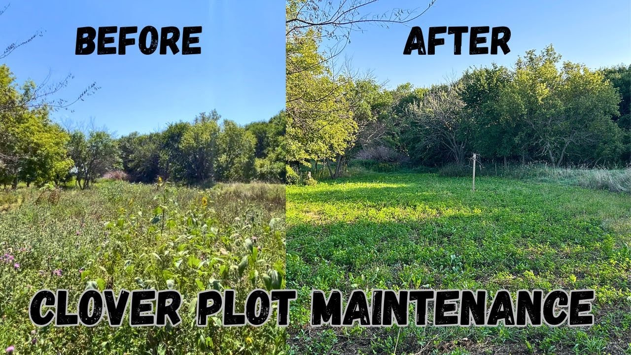 Clover Food Plot Maintenance - YouTube