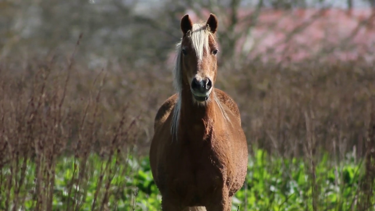 Beautiful Horse Video | Funny videos of horses - YouTube
