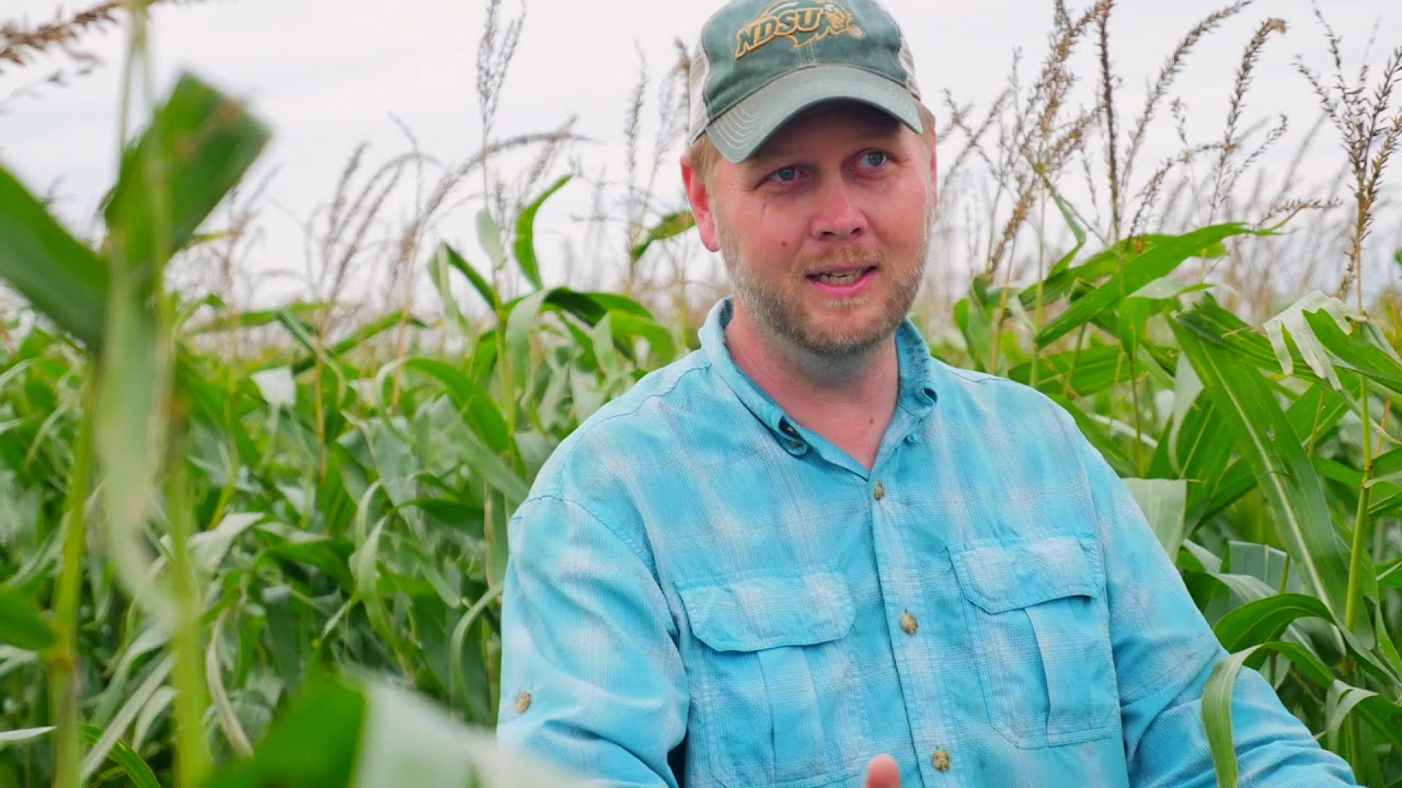 Wide-Row Corn Agronomic Considerations and Goals - YouTube