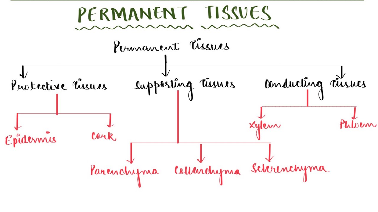 Class-9- Biology- Tissues- Types of Permanent Tissues - YouTube
