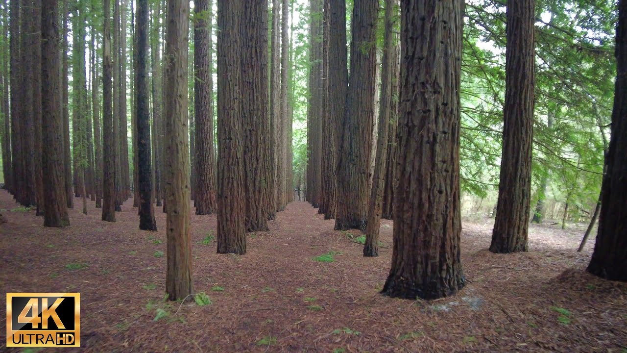 Nature Walk Cement Creek Redwood Forest Melbourne Victoria - YouTube
