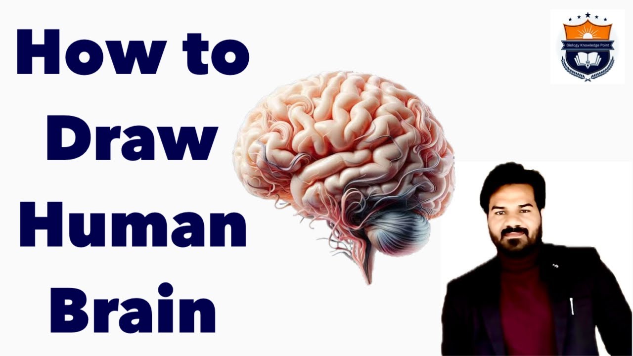 how to draw human brain | Class 10 SCIENCE - YouTube