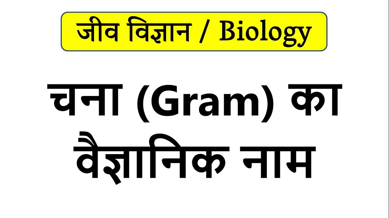 चना का वैज्ञानिक नाम | What is the scientific name of Gram in biology ...