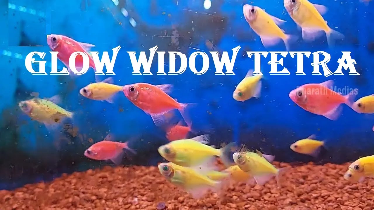 Neon Tetra Schooling Tank | Glow Widow Tetra | - YouTube