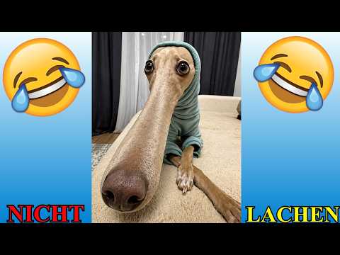 VERSUCHE NICHT ZU LACHEN !!! 🤣🤣🤣 #91