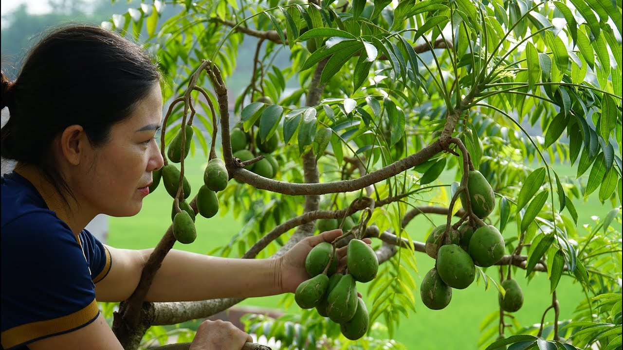 Harvest Life Harvesting Toad Fruit, Banana Flower go Market Sell.Cook ...