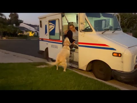 Labrador Retriever Overjoyed By Her Daily Visits With Our Mail Carrier ...