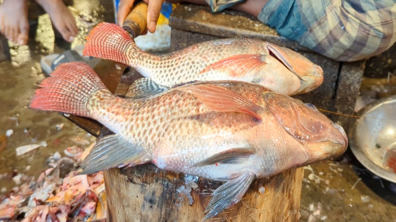 Amazing Huge Tilapia Fish Cutting Skills In Bangladesh Local Market ...