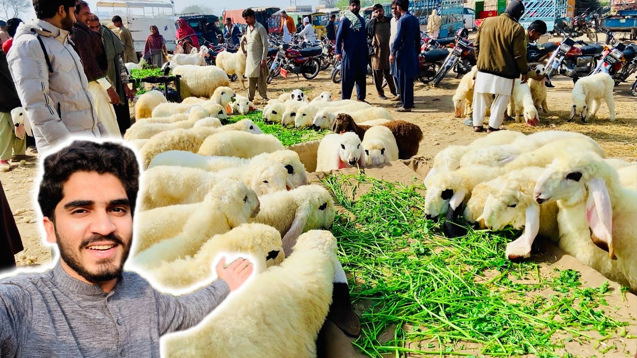 Kajla Chatra Aur Chatri Khareed Liea | Faisalabad Bakra Mandi 2024 ...