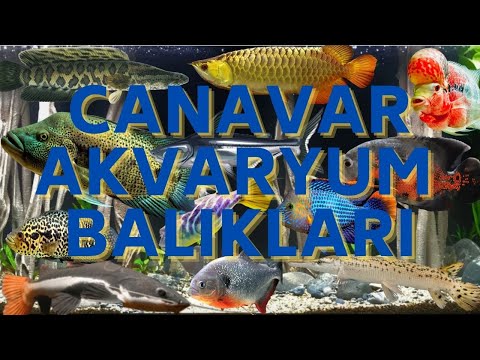 🐟 Akvaryumda Beslenebilecek En Yırtıcı Balıklar! ⚔️