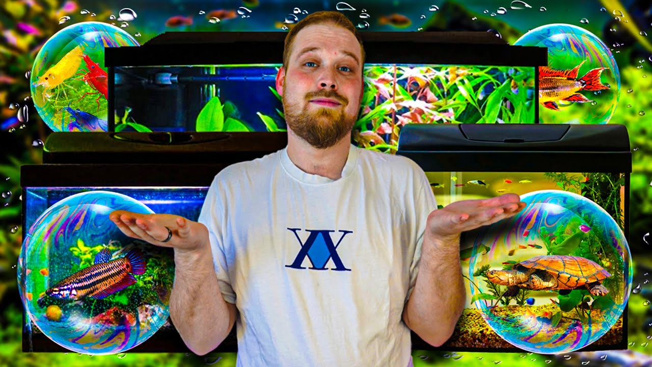 Quelle ESPECES AQUATIQUES choisir et pour quel LITRAGE d'aquarium ...