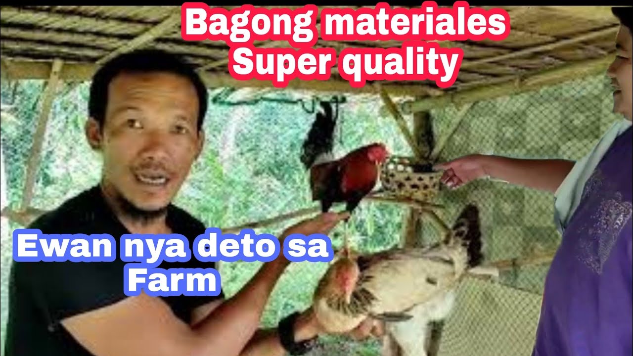 Golden Boy Sweater Hen | Perfection Roundhead Line. - YouTube