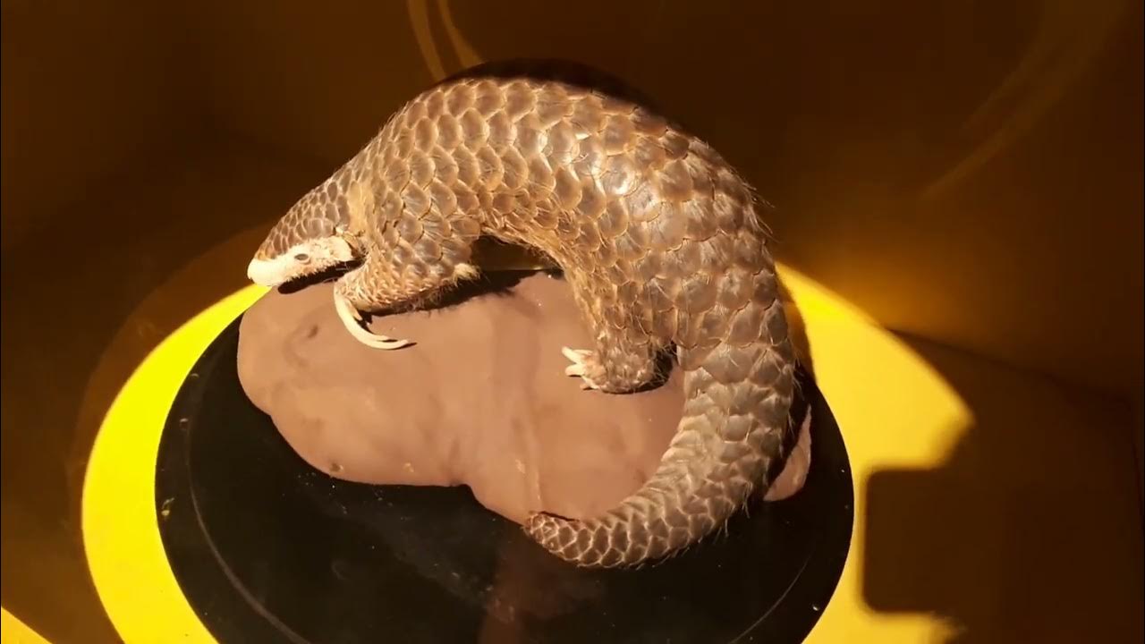 သင်းခွေချပ်ဆိုတာ ဘယ်လိုမျိုးလဲ ??? What does a pangolin look like 😊😉 - YouTube