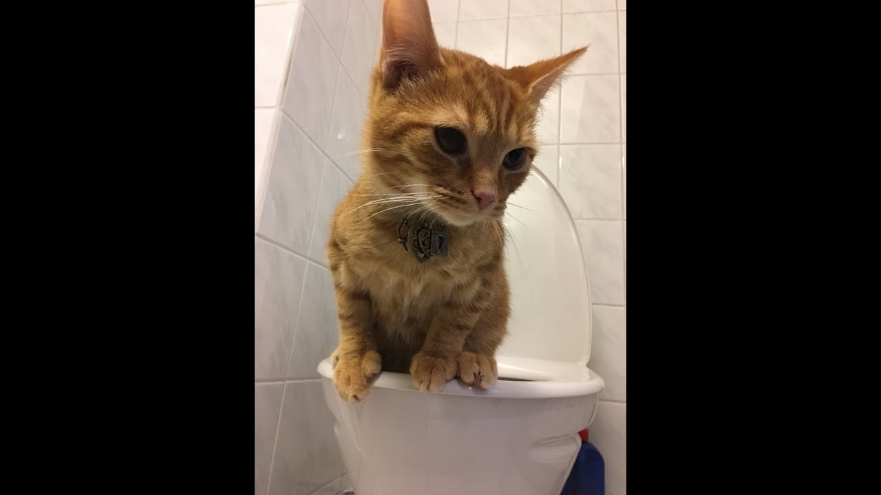 Crazy cat, Cat "paws" pee in the toilet - YouTube