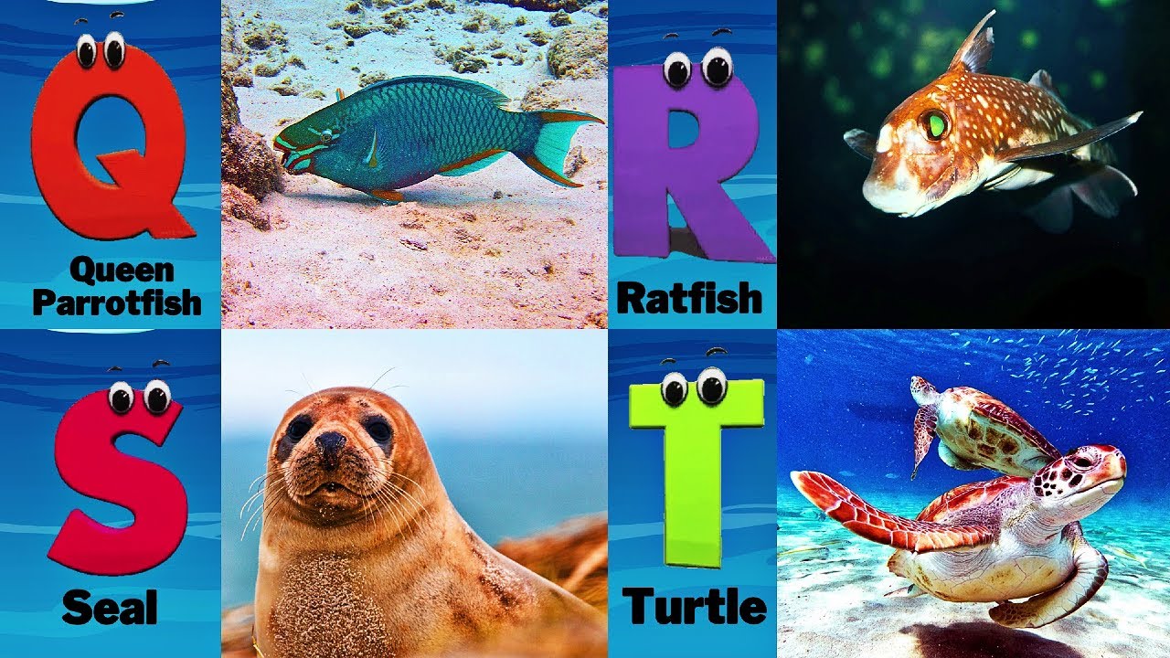 ABC Video for Toddlers | A to Z Alphabet with Sea Animals | Kids ...