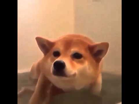 Swimming Doggo Memes