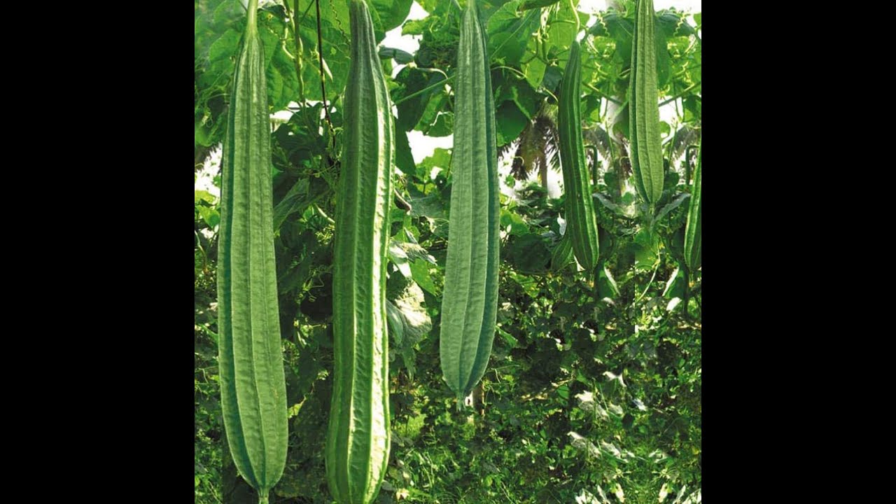 health benefits of ridge gourd is briefed by Vegetable therapist Sri ...