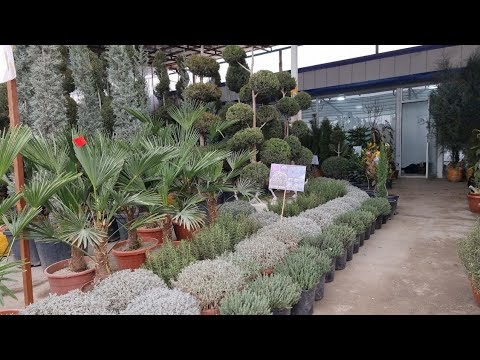 MANZARALI DARAXTLAR, GULLAR,ARCHALAR NARXLARI. - YouTube