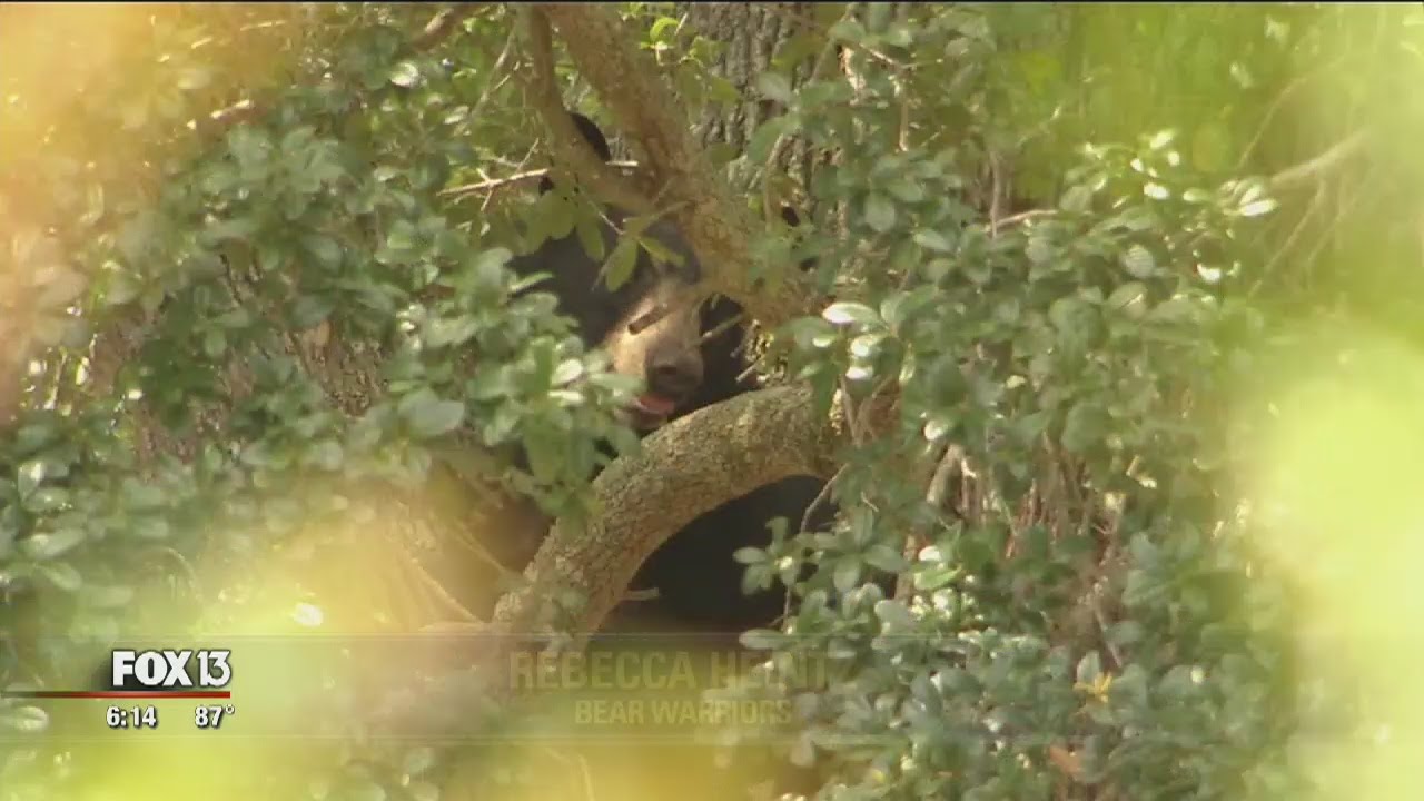 Bear in Winter Haven tree - YouTube