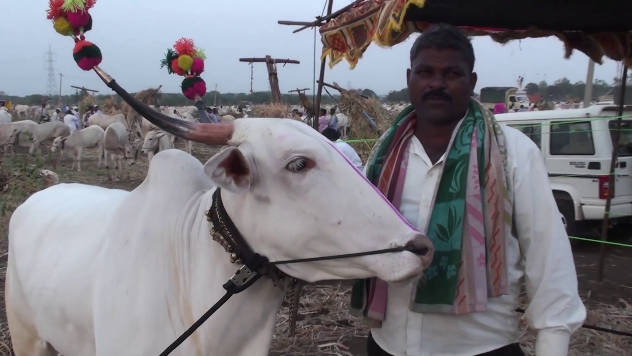 Beautiful khillari cow for sale at Horti - YouTube