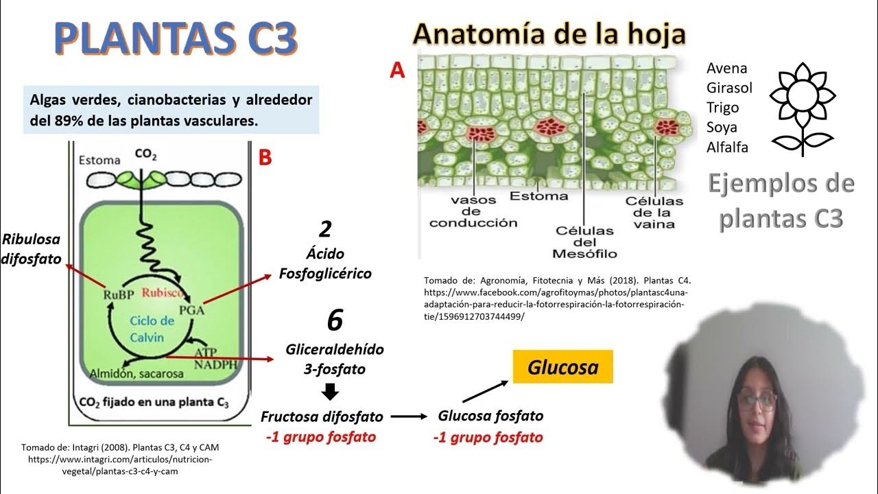 Plantas C3 y C4 - YouTube