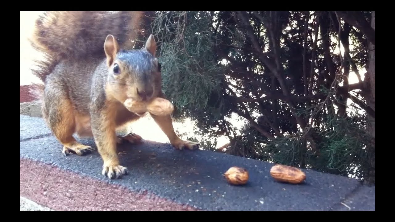 HUNGRY SQUIRREL - YouTube