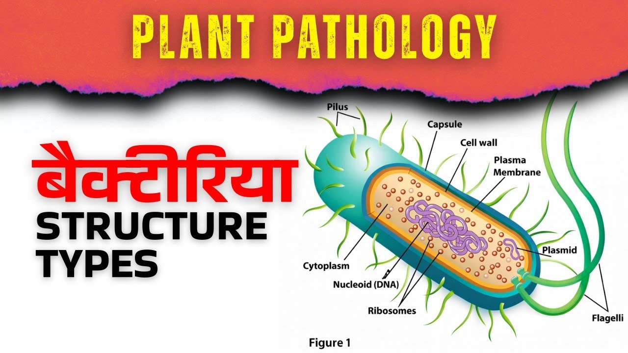 Class 12 Agriculture Biology Plant Pathology : Bacteria Structure and ...