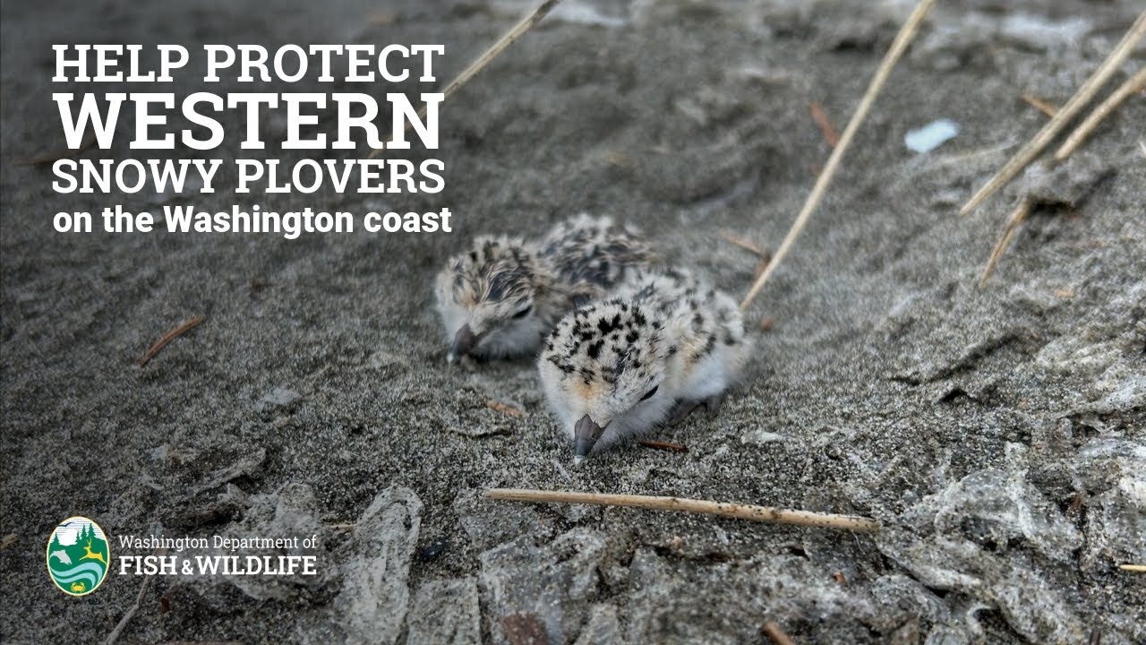 Help protect western snowy plovers on the Washington coast - YouTube