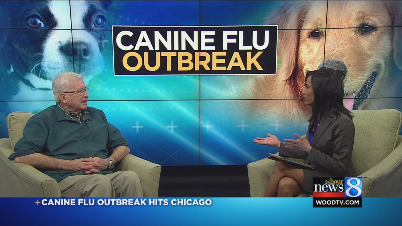 Canine flu outbreak hits Chicago - YouTube
