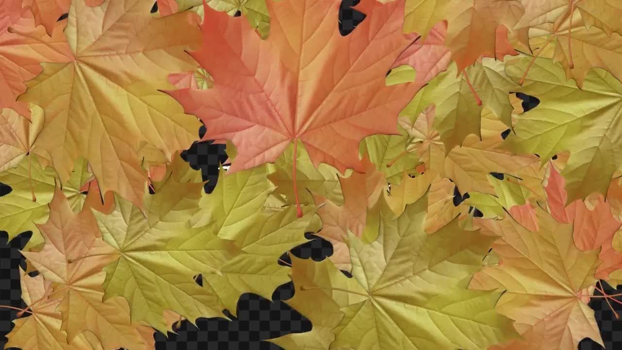 Autumn Leaves Transitions Motion Graphics - YouTube