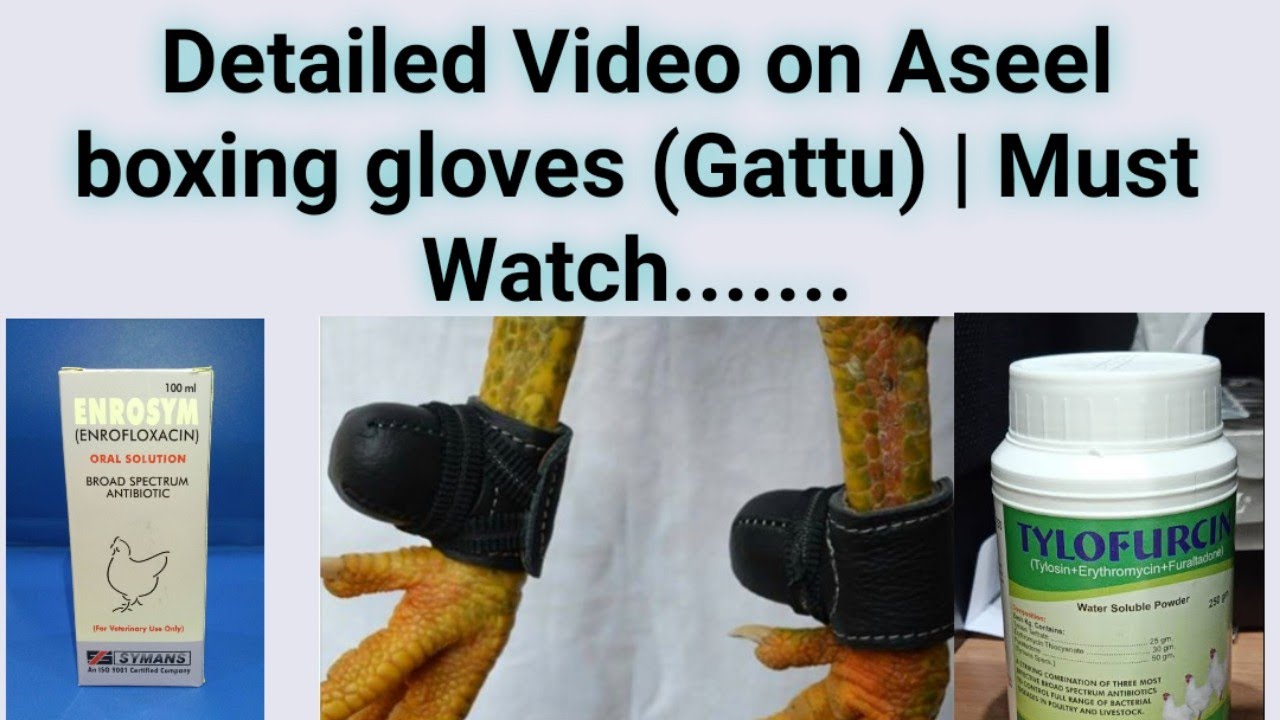 Detailed Video on Aseel boxing gloves (Gattu) | Must Watch..... - YouTube