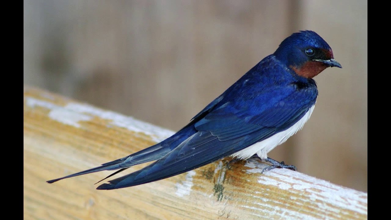 Barn swallow Facts Interesting Facts about Barn swallow - YouTube