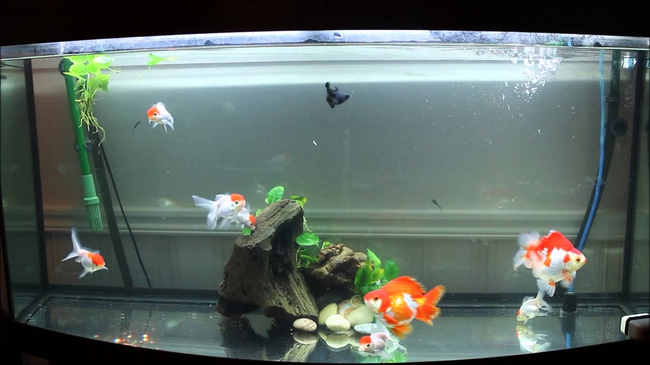 Goldfish aquarium - Redcap goldfish and Ryukin - YouTube