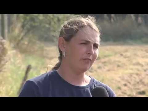 KATIE O'FLAHERTY GREYHOUND TRAINER HISTORY - YouTube