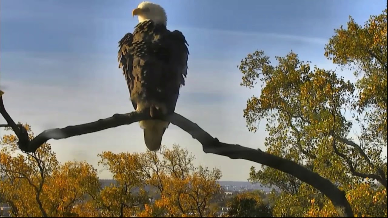 AEF DC EAGLE CAM: NOV 2017 - The Great Rouse Off - YouTube