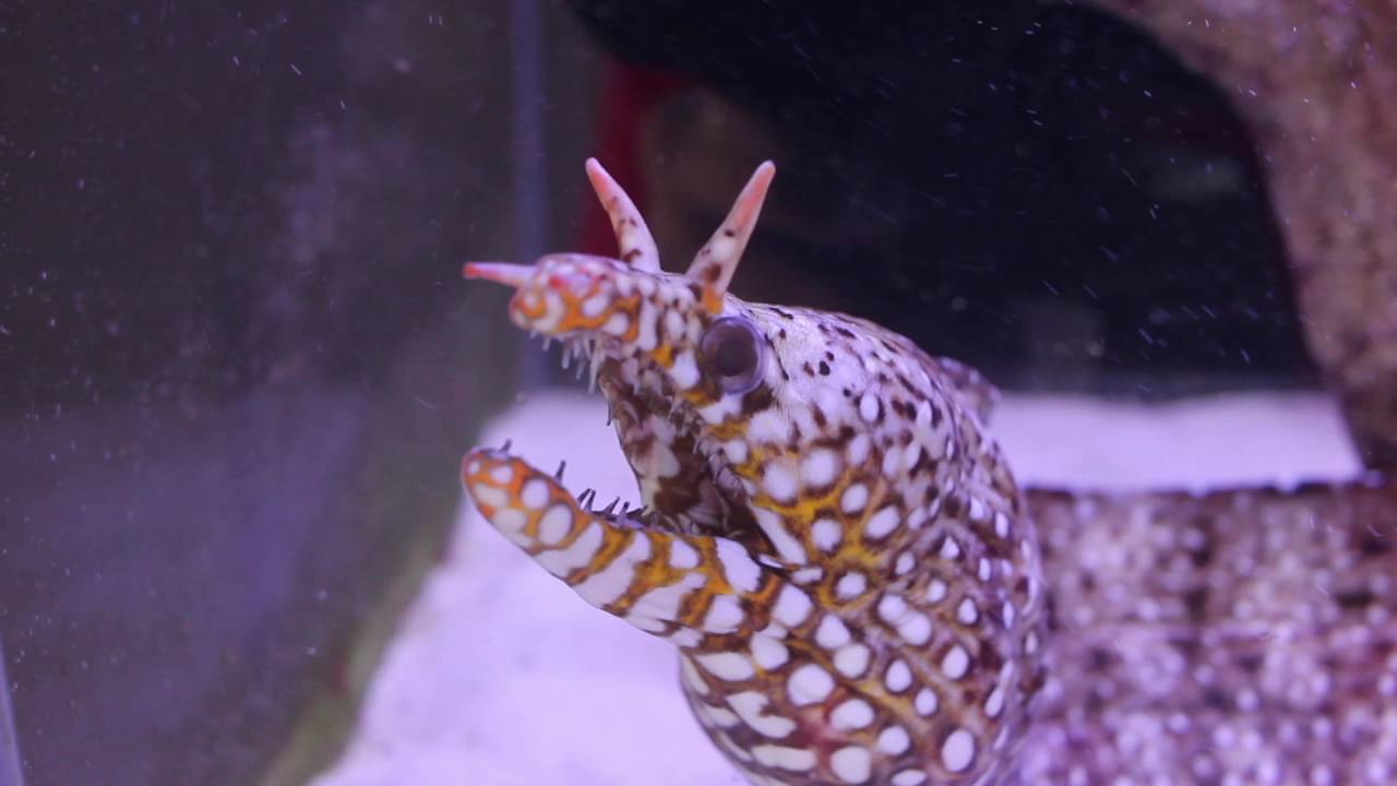 Dragon Eel at Seven Seas Aquatic Life - YouTube