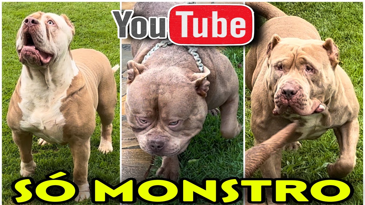 🚂VISITEI O MELHOR CANIL DE PIT MONSTER DE SÃO PAULO - YouTube