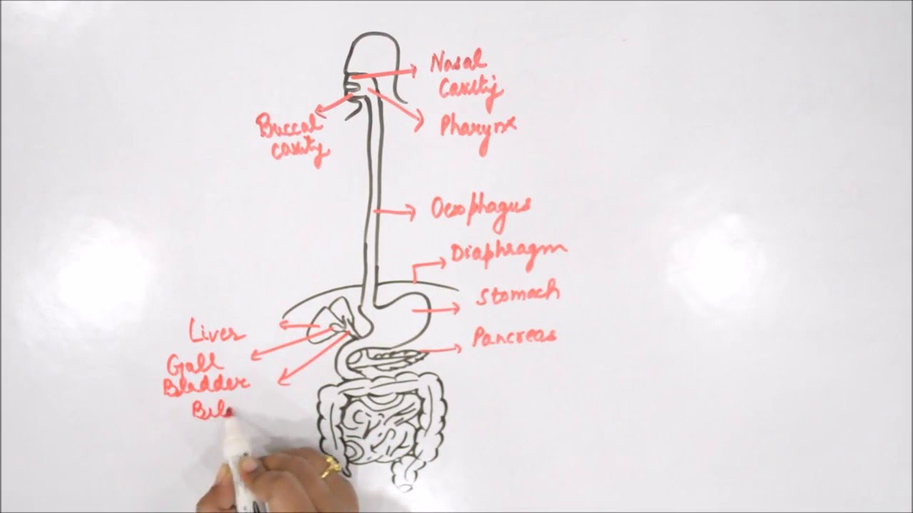 How to draw Human Digestive system - YouTube